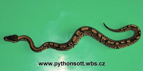 Krajta královská - python regius - Beroun, Prodám | ChovZvířat.cz