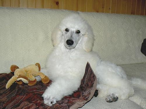 Pudel biely kralovsky - Slovenská republika, Prodám | ChovZvířat.cz