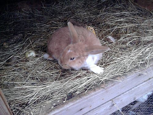 Samec a samice králíka - Bezděkov (Louny), Prodám | ChovZvířat.cz