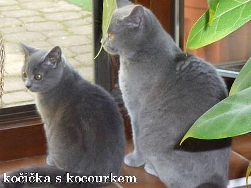 BRITSKÁ MODRÁ - Pouzdřany (Břeclav), Prodám | ChovZvířat.cz