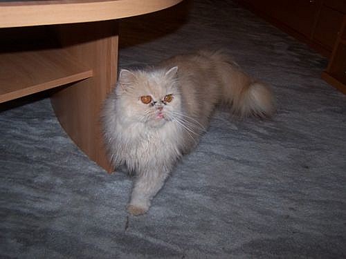 DARUJI 2 perske kocicky - Kladno, Různé | ChovZvířat.cz