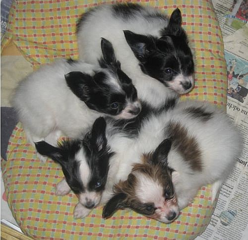 štěňata Papillona s PP - Čakovice (Hlavní město Praha), Prodám ...