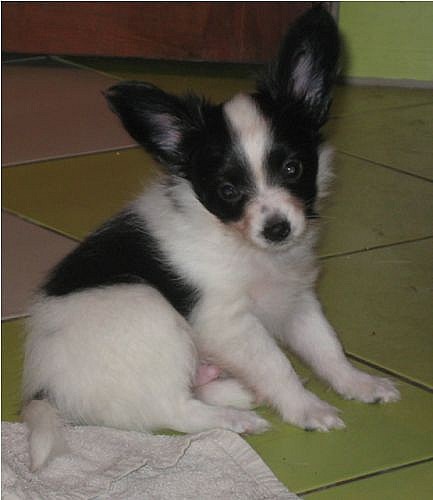 štěňata Papillona s PP - Čakovice (Hlavní město Praha), Prodám ...