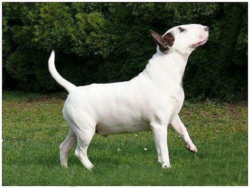 Bulterier – Bullterier - Moravskoslezský kraj, Prodám | ChovZvířat.cz