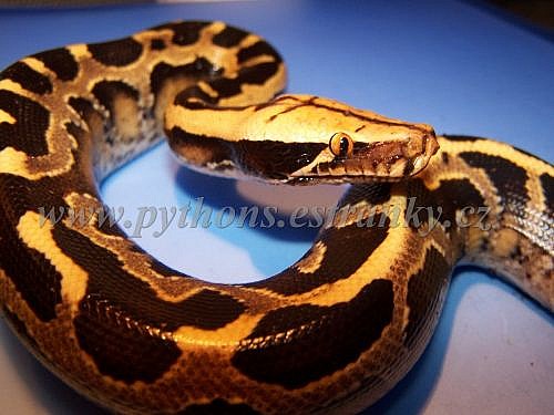 Krajta pestrá, (Python curtus breitensteini) - Mladá Boleslav, Prodám ...
