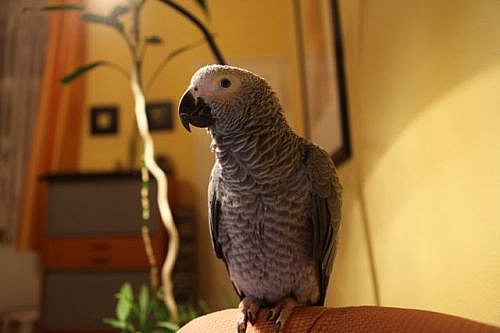 Zako Kongo, Zako Sedy - Hlavní město Praha, Prodám | ChovZvířat.cz