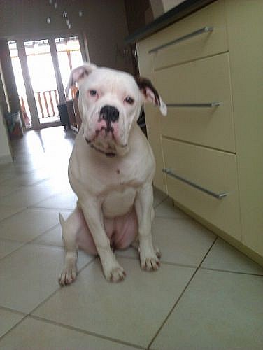 Americký buldok - Královéhradecký kraj, Prodám | ChovZvířat.cz