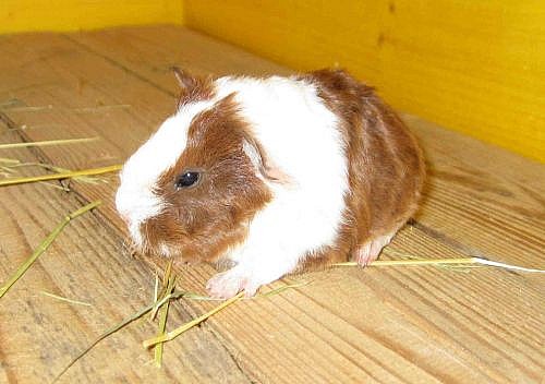 MORČATA REX S PP - Brno - venkov, Prodám | ChovZvířat.cz