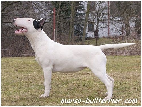 Bulterier – Bullterier - Moravskoslezský kraj, Prodám | ChovZvířat.cz