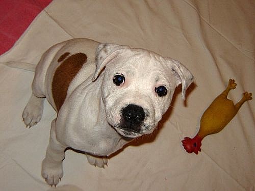 Štěně Stafordšírského bulteriéra - Liberecký kraj, Prodám | ChovZvířat.cz