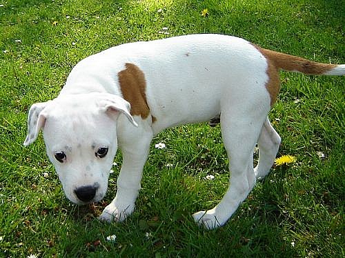 Štěně Stafordšírského bulteriéra - Liberecký kraj, Prodám | ChovZvířat.cz