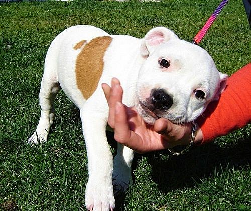 Štěně Stafordšírského bulteriéra - Liberecký kraj, Prodám | ChovZvířat.cz
