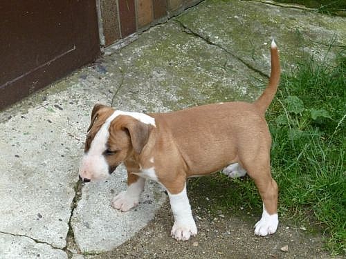 Bulterier - štěně - Třemošná (Plzeň - sever), Prodám | ChovZvířat.cz