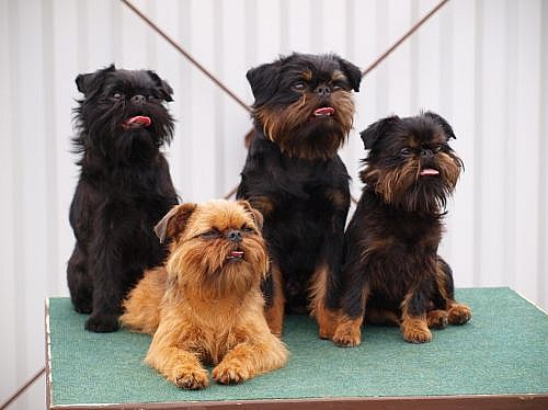 Grifonek a brabantík - Moravskoslezský kraj, Prodám - ChovZvířat.cz