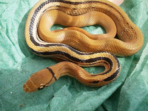 Coelognathus radiatus (Elaphe radiata) yellow form - Česká Lípa, Prodám ...