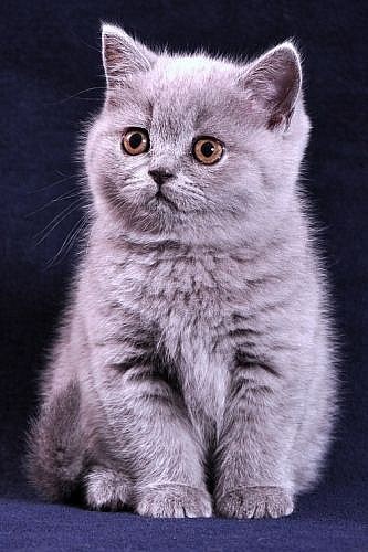 Britská modrá koťátka s PP - Zlín, Prodám | ChovZvířat.cz