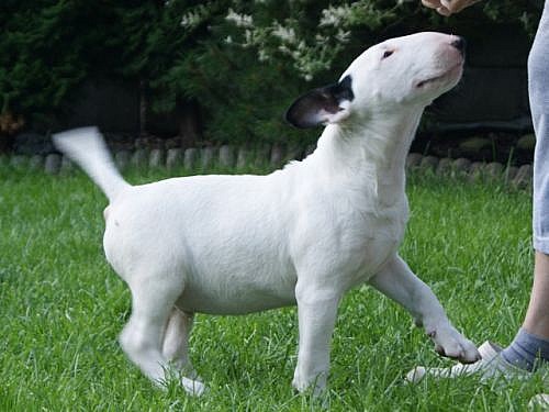 Bulterier - Bullterier s PP - Moravskoslezský kraj, Prodám | ChovZvířat.cz