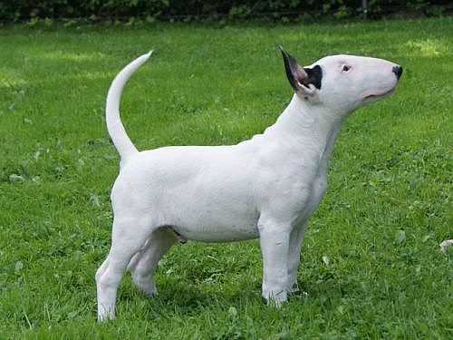 Bulterier - Bullterier s PP - Moravskoslezský kraj, Prodám | ChovZvířat.cz