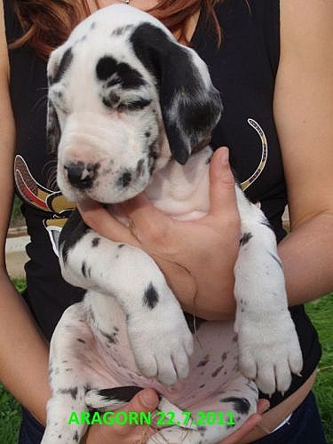 Německá doga skvrnitá - štěňata s průkazem původu - Blansko, Prodám ...