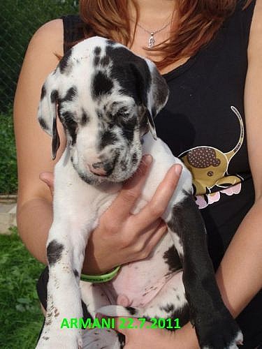 Německá doga skvrnitá - štěňata s průkazem původu - Blansko, Prodám ...