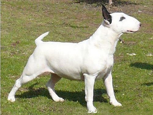 Bulterier – Bullterier - Moravskoslezský kraj, Prodám | ChovZvířat.cz