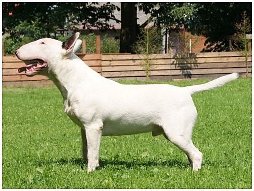 Bulterier – Bullterier s PP - Moravskoslezský kraj, Prodám | ChovZvířat.cz