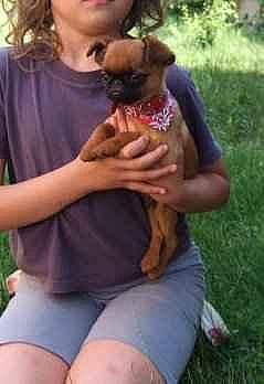 Brabantík červený - štěňátka s PP - Běchovice (Hlavní město Praha ...