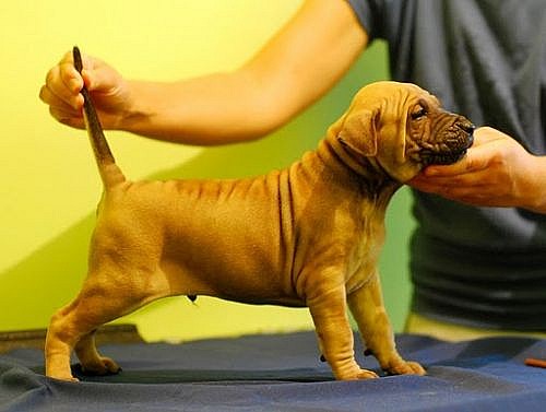 Thajský ridgeback - Hlavní město Praha, Prodám - ChovZvířat.cz