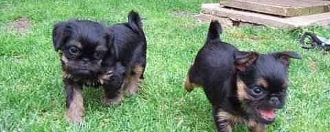 Grifonek belgický a brabantík s PP - Běchovice (Hlavní město Praha ...