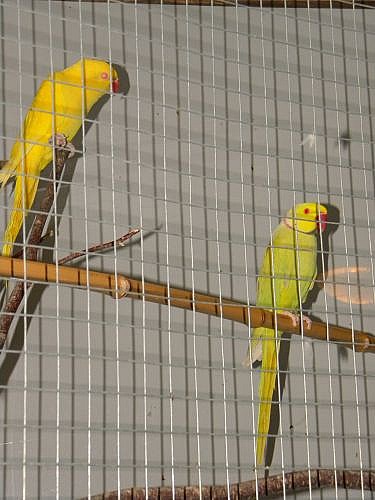 Alexandr maly - Jihočeský kraj, Prodám | ChovZvířat.cz