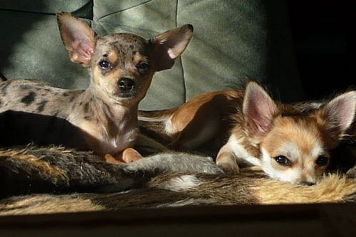 Civava - Liberecký kraj, Prodám | ChovZvířat.cz