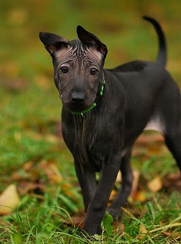 Thajský ridgeback - Hlavní město Praha, Prodám | ChovZvířat.cz