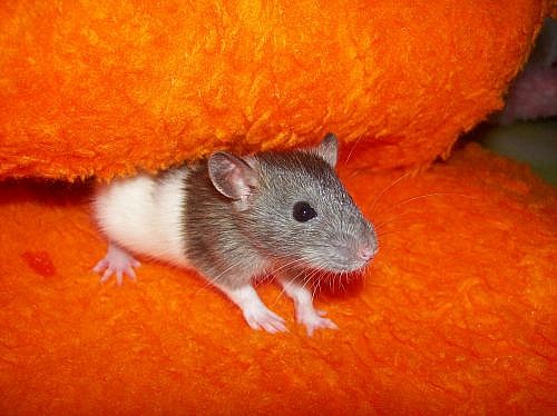 Potkan mláďata - Plzeň - jih, Prodám | ChovZvířat.cz