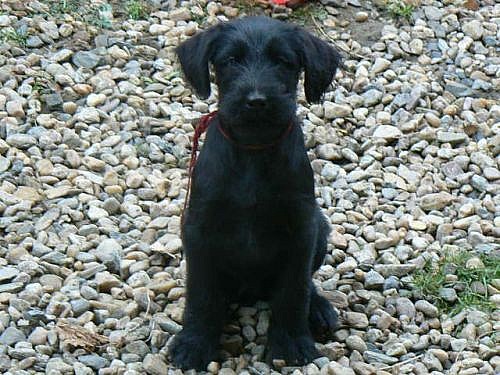 Velký knírač černý - štěně s PP - Hamry nad Sázavou (Žďár nad Sázavou ...