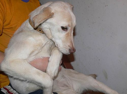 Daruji fenku labradora - Jihlava, Různé | ChovZvířat.cz