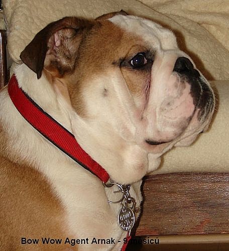 Anglický buldok - Běchovice (Hlavní město Praha), Prodám - ChovZvířat.cz