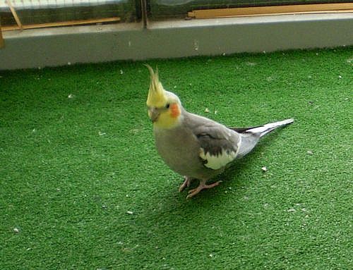 Uletěli papoušci Korela šedá a Andulka modrá - Hlavní město Praha ...