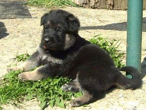 Prodám německého ovčáka s PP - Bohunice (část) (Brno - město), Prodám ...