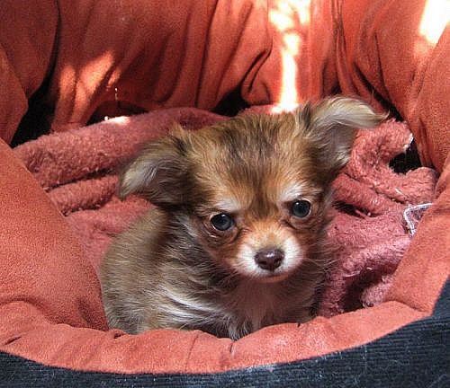 čivava dlouhosrstá - Jihočeský kraj, Prodám | ChovZvířat.cz