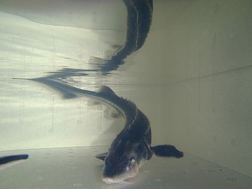 PRVOTŘÍDNÍ OKRASNÉ RYBY A JESETEŘI ZA SUPR CENY - Třebíč, Prodám ...