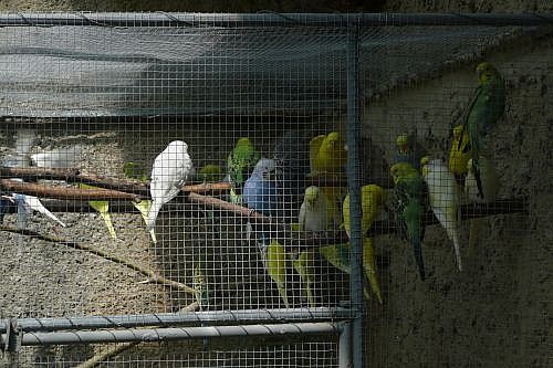 Andulky - Prostějov, Prodám | ChovZvířat.cz