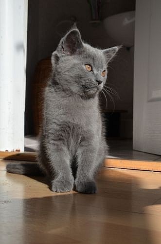 Britská modrá koťata - kocourek - Hradčany (Nymburk), Prodám ...