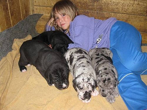 Německá doga skvrnitá a černá štěňata - Orlovice (Domažlice), Prodám ...