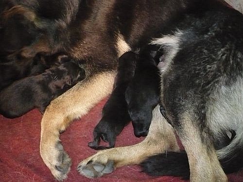 Stenata nemeckeho ovcaka bez PP - Krchleby (Domažlice), Prodám ...