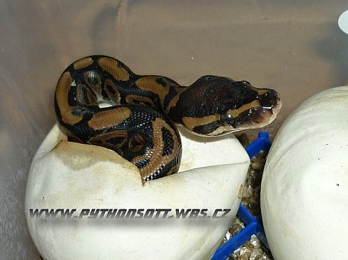 PYTHON REGIUS SPIDER A NORMAL - ODCHOV 8/12 - Beroun, Prodám ...