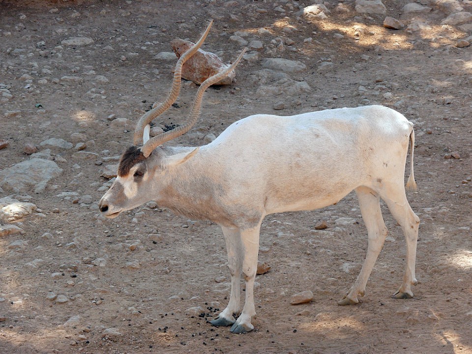 Adax (Addax nasomaculatus) - ChovZvířat.cz