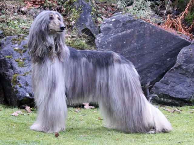 Afghánský chrt (Afghan Hound) - ChovZvířat.cz