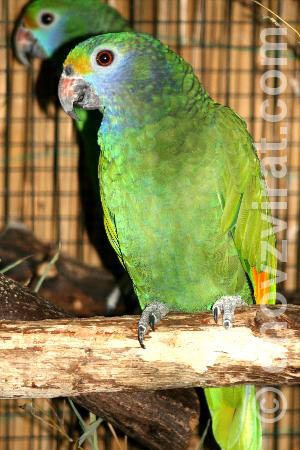 Amazoňan modrolící (Amazona dufresniana) - ChovZvířat.cz