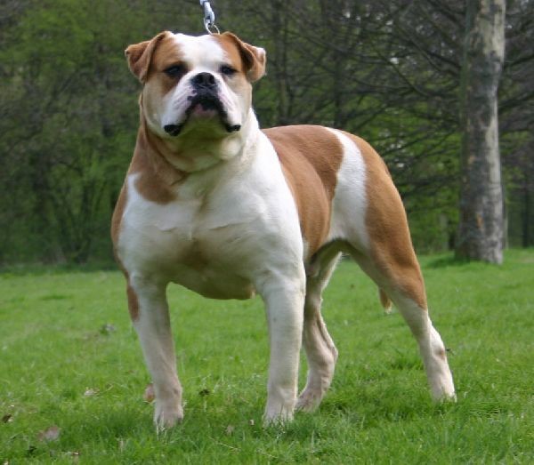 Americký buldok (American Bulldog) - ChovZvířat.cz