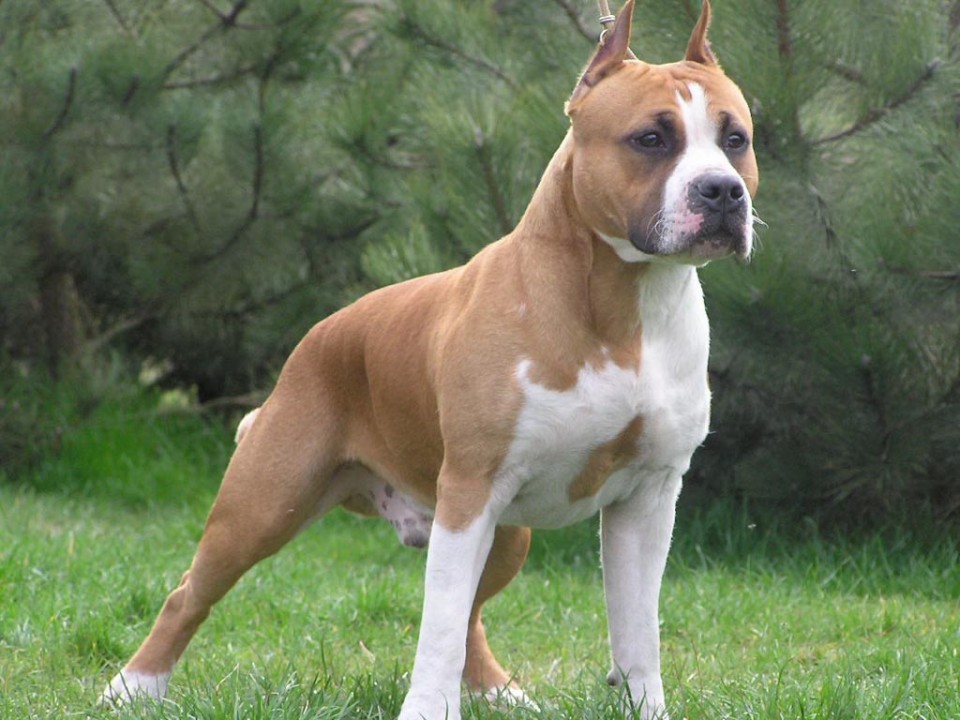 Americký stafordšírský teriér (American Staffordshire Terrier ...